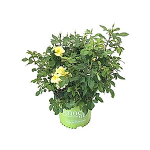 Star Roses Knockout Series 11892 Star Series Roses Knock Out, 3 Gallon, Sunny Knockout