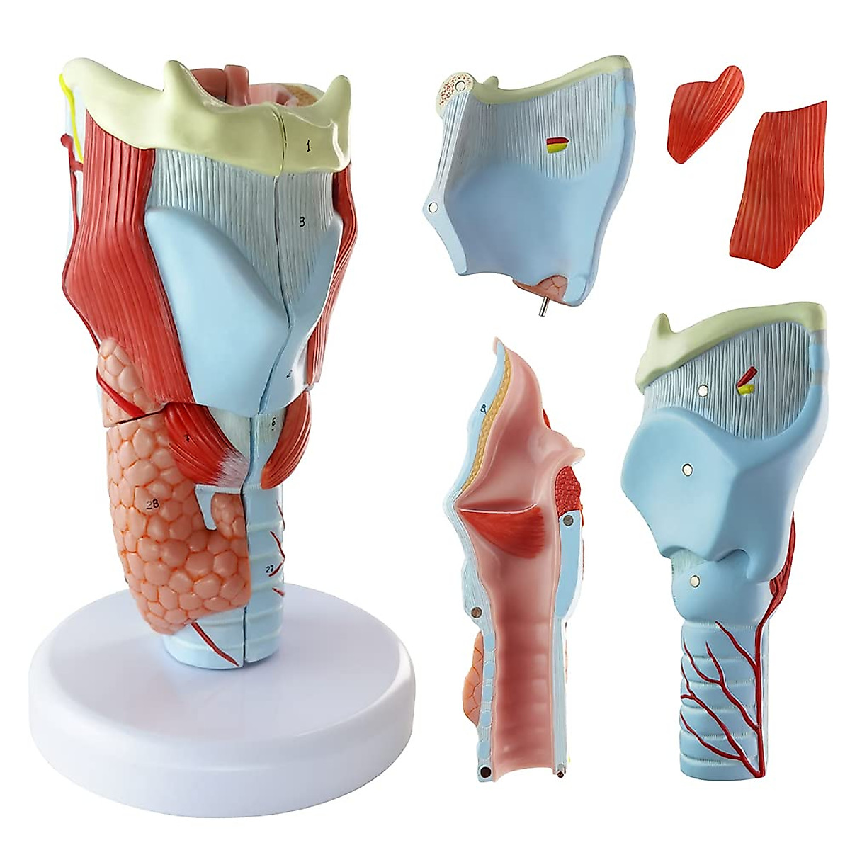 NEW HORIZON 1.5X Life Size Human Laryngeal Model Nasal Oral Cavity Throat Nasopharynx aryngopharyngeal Pharynx Larynx Anatomical Model Science MedicalStudents Teaching Aid