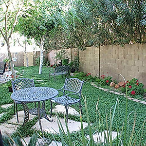 Outsidepride Perennial White Miniclover® Lawn Clover & Ground Cover Seeds - 1 LB