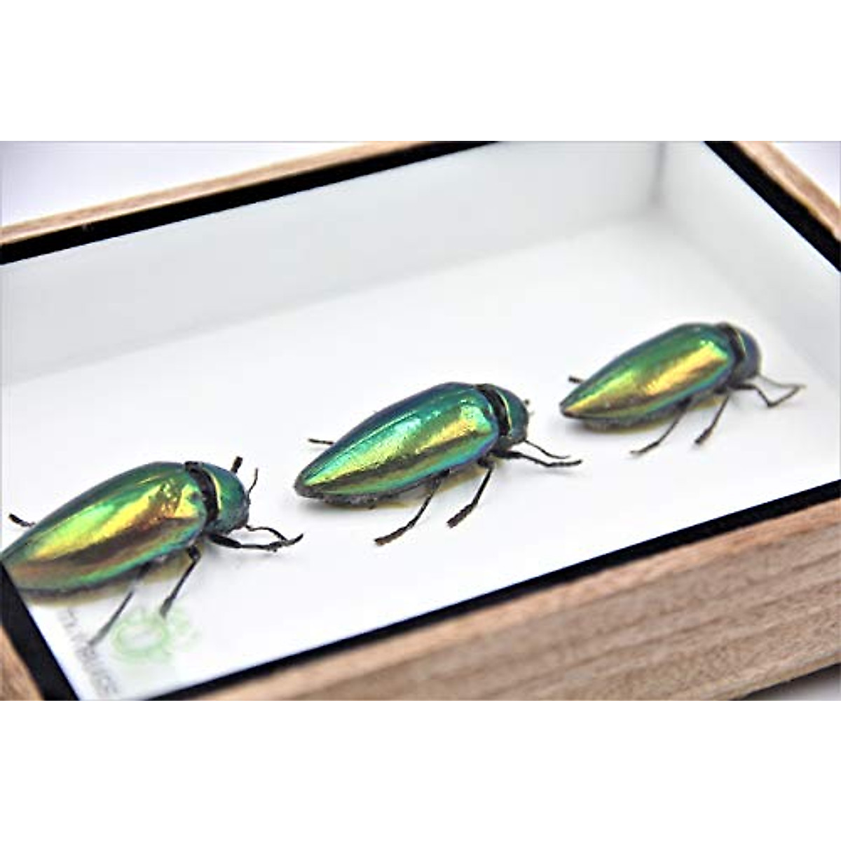 TAXIBUGS Jewel Beetle Mounts Insect Animals Taxidermy in Framed (3 Sternocera Aeguisignata Closed Wings)