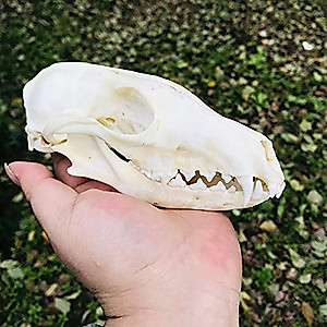 dycrazy 1Pcs Real Red Fox Bones Skull Fox Head Skeleton Natural Teeth Bone Specimen Model