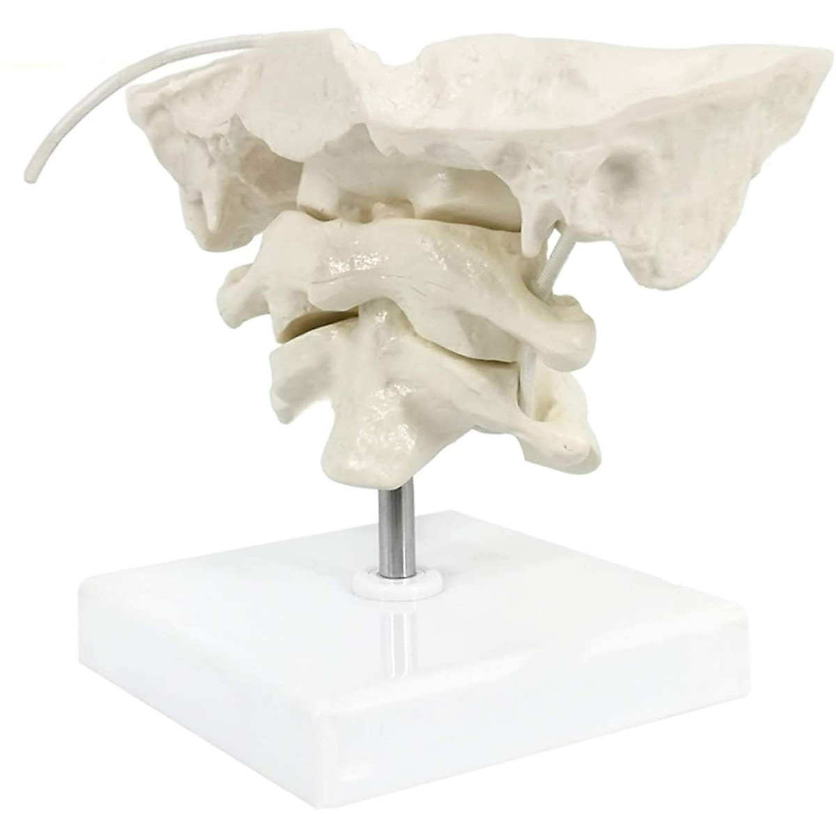 Vacoomcom Model Educational Model Occiput Model - Human Cervical Spine Model Occipital Bone Model PVC Material Atlas and Axis with Occipital Bone Model for Medical Teaching Training Aid (Color : A)