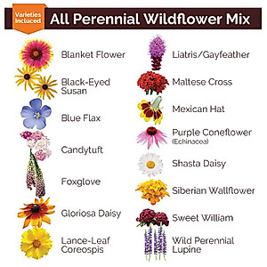 All Perennial Wildflower Seed Mix - 1 Pound - Mixed Wildflower Seeds, Attracts Bees, Attracts Butterflies, Attracts Hummingbirds, Attracts Pollinators, Easy to Grow & Maintain, Container Garden