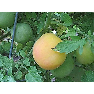 Garden Peach Tomato Seeds (20 Seed Pack)