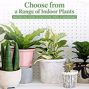 American Plant Exchange Cast Iron Plant, 6-Inch Pot, Live Indoor Houseplant, Easy to Grow, Real Plant for Home & Office Decor, Thrives on Neglect
