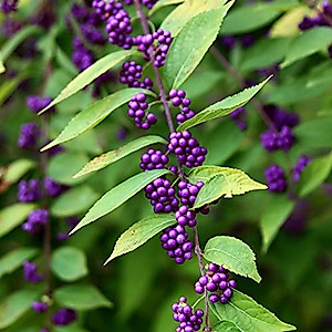 CHUXAY GARDEN Callicarpa Americana,American Beautyberry 25 Seeds Native Wildflower Shrub Ornamental in Gardens and Yards.