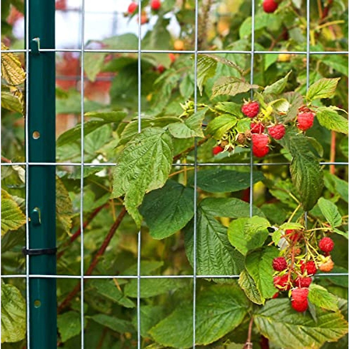 VASGOR 3 Feet Sturdy Duty Metal Fence Post – Garden U Post for Fencing - 10 Pack