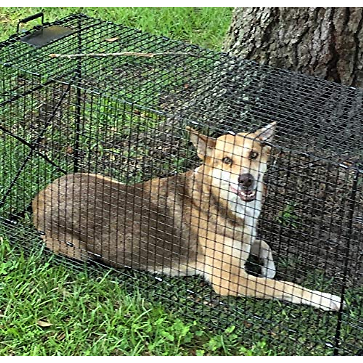 Humane Way Folding 50 Inch Live Humane Animal Trap - Safe Traps for All Animals - Dogs, Raccoons, Cats, Groundhogs, Opossums, Coyote, Bobcat - 50"x20"x26"