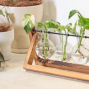 Ivolador Desktop Glass Bulb Plant Terrarium with Retro Solid Wooden Stand and Metal Swivel Holder for Hydroponics Plants Home Garden Wedding Decor (5 Bulbs)