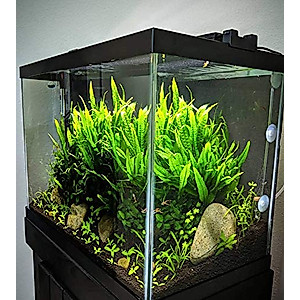 Mainam Java Fern Planted on Driftwood Microsorum Pteropus Freshwater Easy Low Light Live Aquarium Plant Decorations 3 Days Guarantee