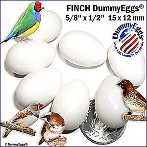 DummyEggs 7 Finch to Stop Laying! 5/8" x 1/2" White Non-Toxic Solid Plastic Realistic Fake Bird Eggs Finches Society, Zebra, Gouldian, Spice Ship Fast Made inUSA