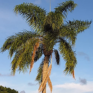 CHUXAY GARDEN Syagrus Romanzoffiana,Queen Palm,Cocos Palm 5 Seeds Elegant Evergreen Palm Long-Lived Hardy Tree Great for Specimen or Street Tree