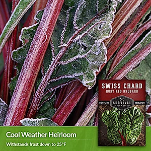 Survival Garden Seeds - Ruby Red Rhubarb Swiss Chard Seed for Planting - Packet with Instructions to Plant and Grow Delicious Leafy Greens in Your Home Vegetable Garden - Non-GMO Heirloom Variety