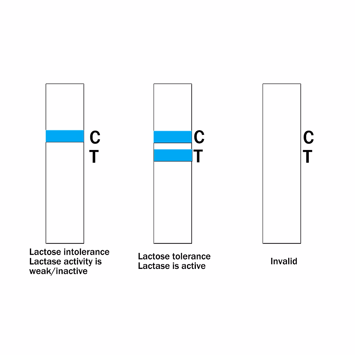 2Pcs Lactose Intolerance Test Strips at Home for Adult and Kid Lactase Activity Test Food Sensitivity Test