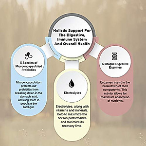 Animal Health Solutions - Electro-Probiotic Paste, Quick and Easy Source of Electrolytes and Probiotics for Stressed Horses (30 Grams)