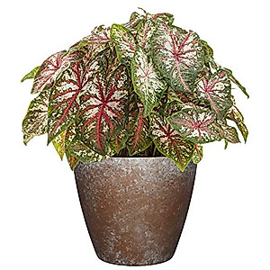 Classic Home and Garden 3/806WC/1 Premiere Collection Planter, Abigail 15", Weathered Copper