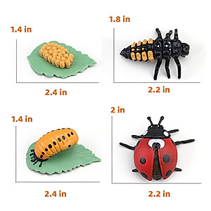 Montessori Life Cycle Learning & Education Toys, Plastic Insect Ladybug Monarch Butterfly Tadpole to Frog Kit Life Cycle Toys for Kids, Preschool Learning Activities for Toddlers