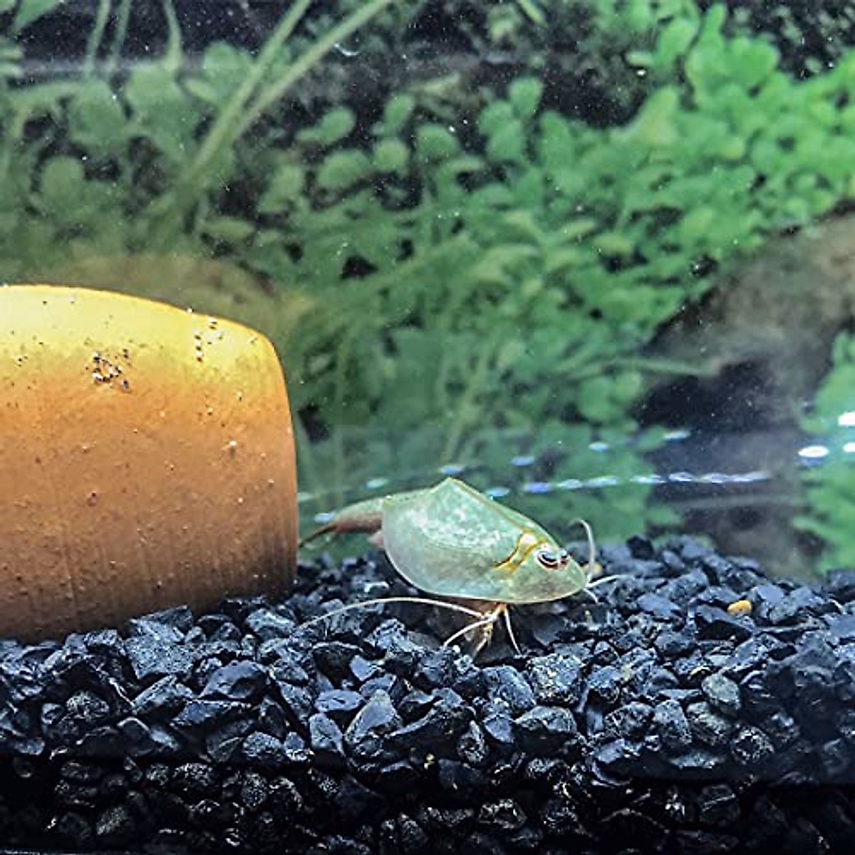 Greenwaterfarm Triops Longicaudatus Eggs for Hatching and Culture Suitable to be Pet and Science Project (Pure 200 Eggs)