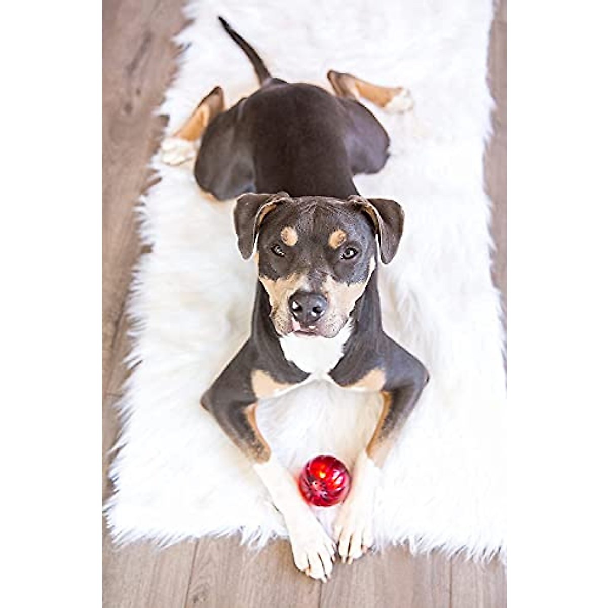 Pet Qwerks Blinky Babble Ball - Flashing Interactive Chew Dog Toy - Small