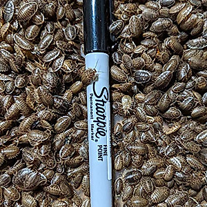 DBDPet Premium Live Dubia Roaches 1,001ct Small (0.25-0.375") - Bearded Dragon, Leopard Gecko, Phelsuma, Chameleon, and Other Small Reptile Food - Includes a Caresheet