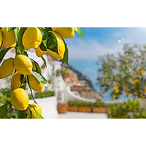 Dwarf Lemon Bonsai Tree Seeds, 20 Seeds,Grow a Delicious Fruit Bearing Bonsai Tree - Ships from Iowa.