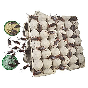 G&T Country Living Dubia Roach Colony Starter Kit with a Pound of Feeder Insect Chow for Earthworms, Hissing Cockroaches, Breeding Insects, Gut Loading, for Reptiles