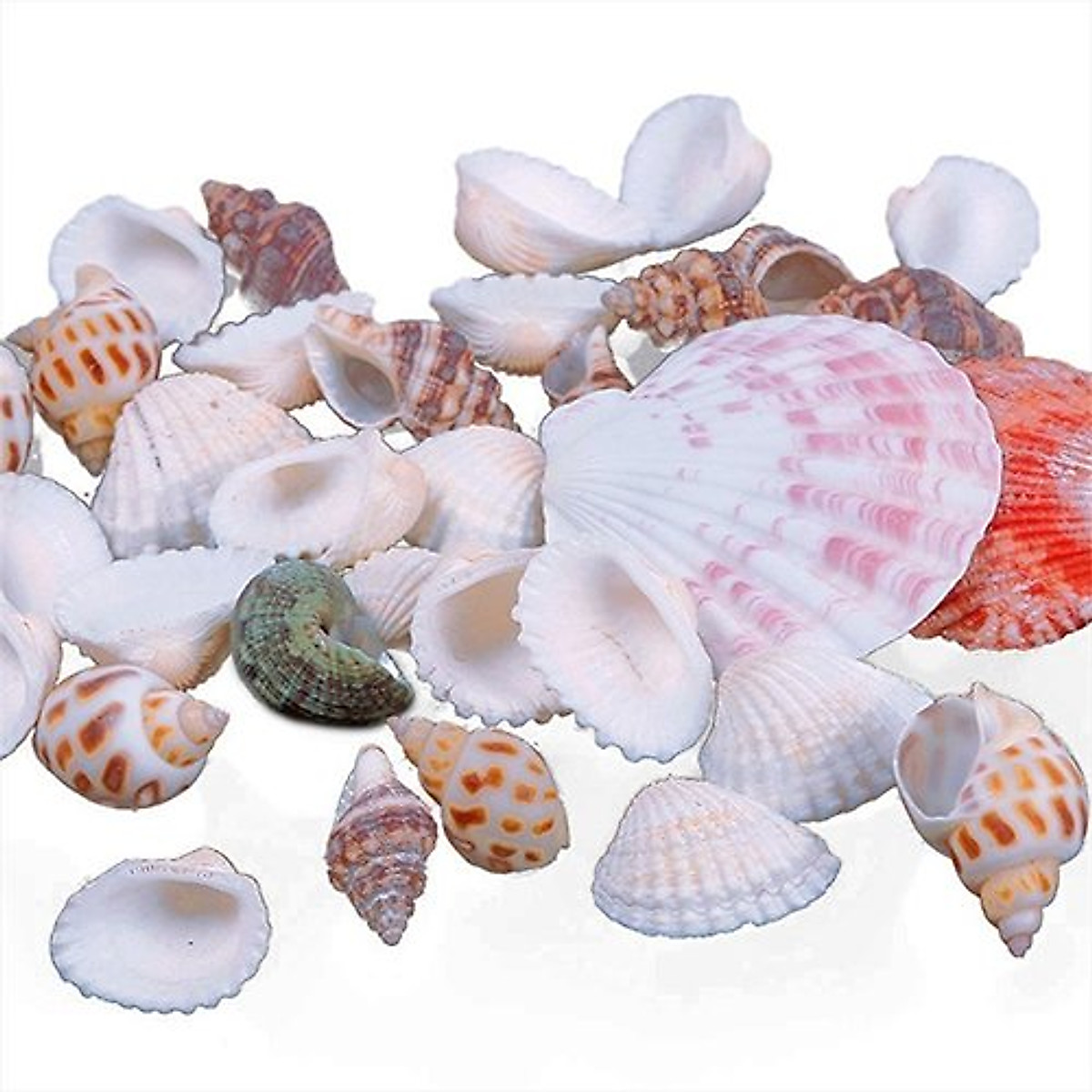 wsloftyGYd 100g Mixed Sea Beach Shells Crafts Seashells Aquarium Decor Photo Props