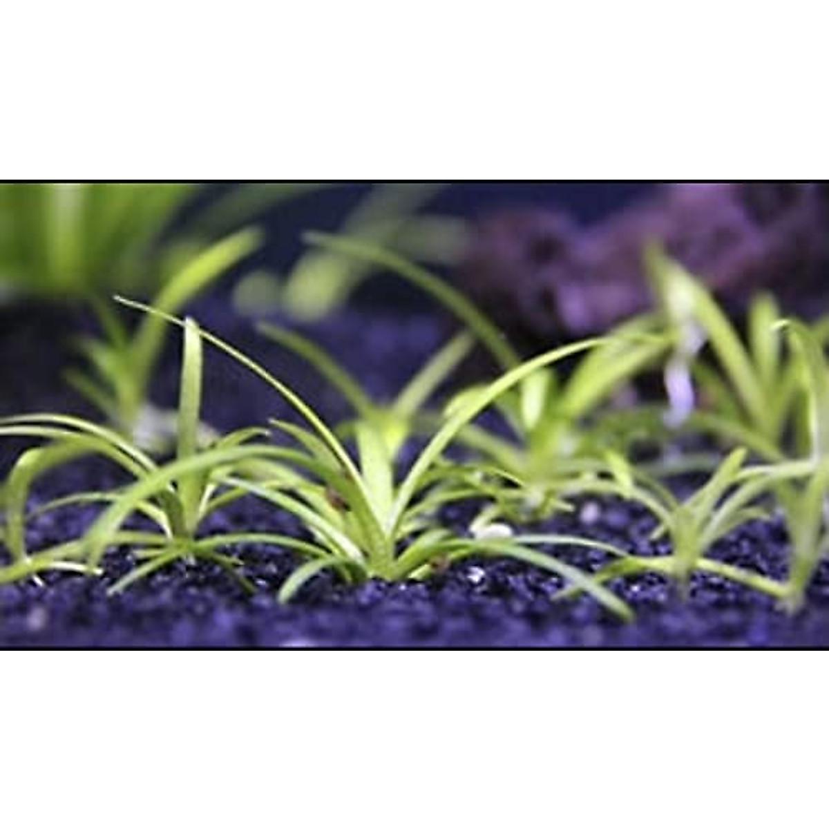 15x Dwarf Sagittaria Subulata Dwarf Sag Live Aquarium Plants Aquatic Carpet Plant Buy 2 GET 1FREE