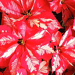 QAUZUY GARDEN 100 Seeds Mixed Colour Poinsettia Plant Seeds for Planting- Mexican flameleaf Christmas Star Flower Seeds Perennial Shrub Exotic Accent Plant Easy to Grow
