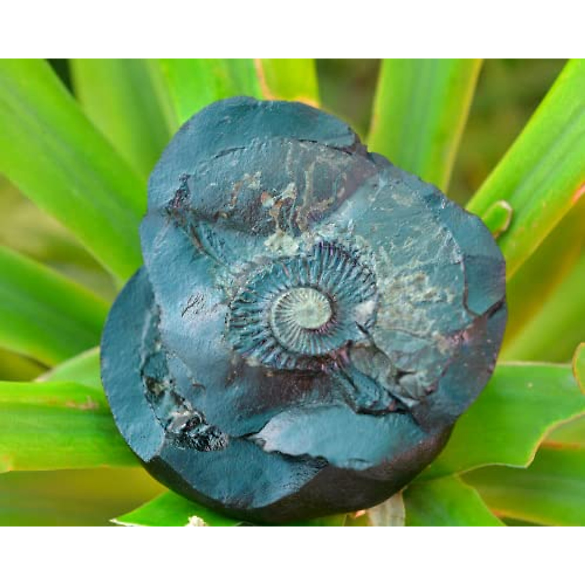 Vishnu Shaligram,2.5"X2.25"Inch Mahavishnu Shaligram, Shaligram Shila, Gandaki River Nepal, Shaligram Stone, Religious Gift, Shaligram from Nepal-I-6052