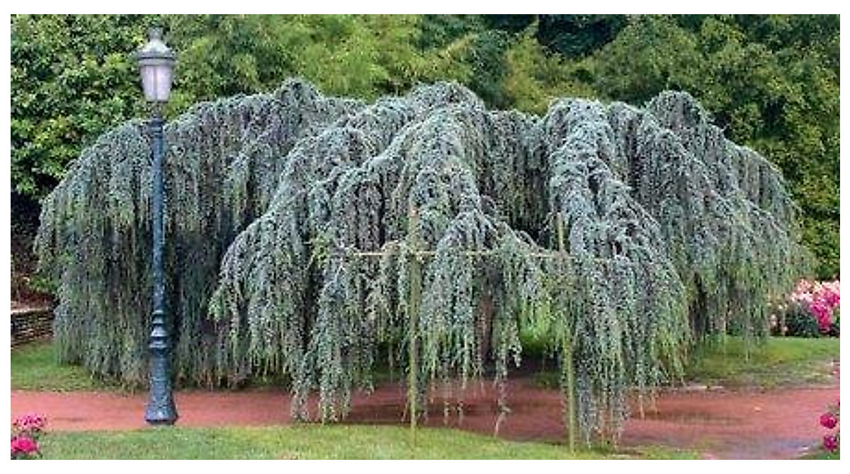 Weeping Blue Atlas Cedar 3-Year Live Tree - Elegant Evergreen for Gardens
