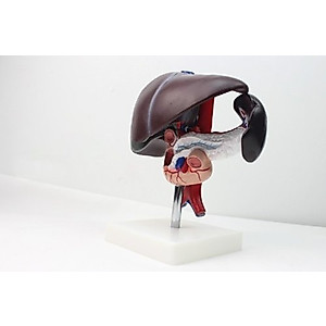 Human Life Size Liver, Pancreas and Duodenum Simulation Model Medical Anatomy Type:YR-H-XC-311