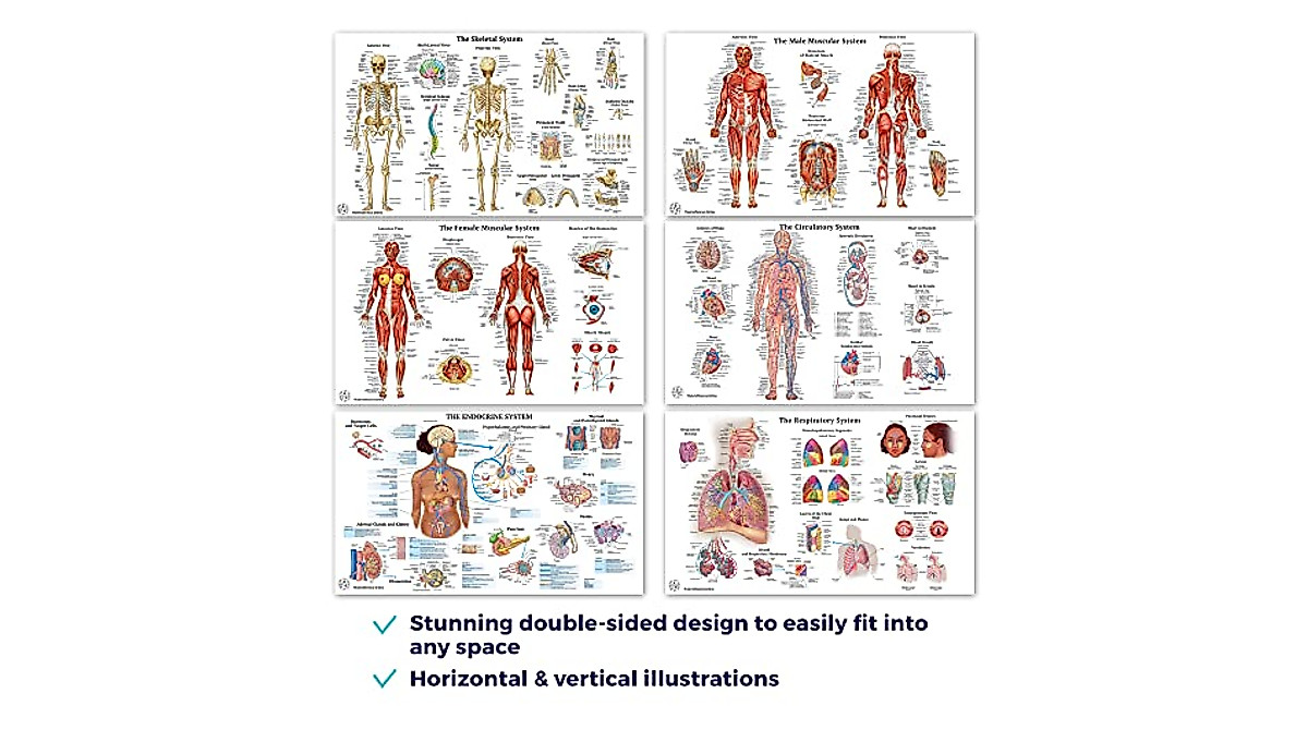 Anatomy Posters Set - Educational Wall Charts for Medical Study