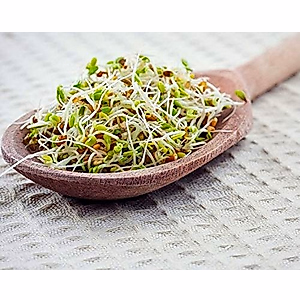 Spicy Mix of Sprouting Seeds, 2.5 Pounds - Broccoli, Radish, Alfalfa, Kosher, Raw