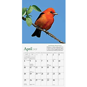 Audubon Songbirds Mini Wall Calendar 2021