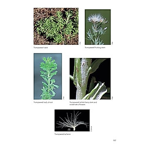 Weeds of the Northeast