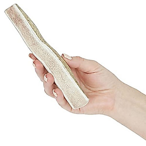 Prairie Dog Antlers | North American Split Antler | Large | Naturally Shed | Hand Harvested | Nutrient Rich | 6-7.5 inches long