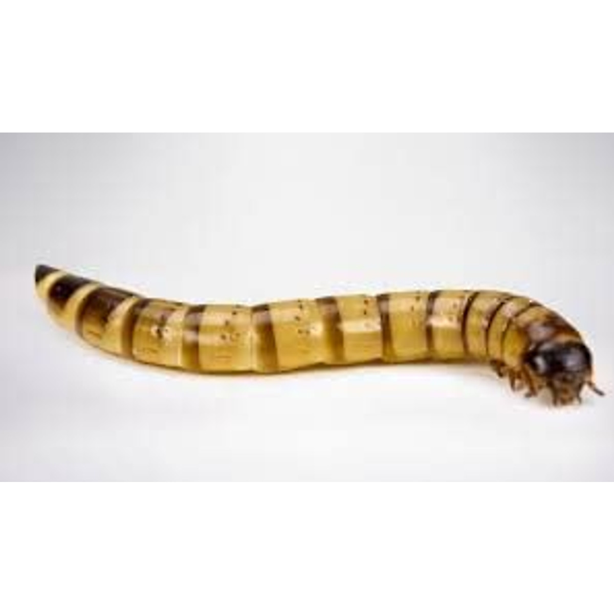 The Mad Jungle tm 200 Live Large 2 inch Superworms Live Arrival Guaranteed