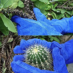 GLOSAV Professional Thorn Proof Gardening Gloves for Women and Men Rose Pruning & Cactus Trimming, Long Sleeve Heavy Duty Ladies Garden Gloves, Cowhide Leather (Small, Blue)