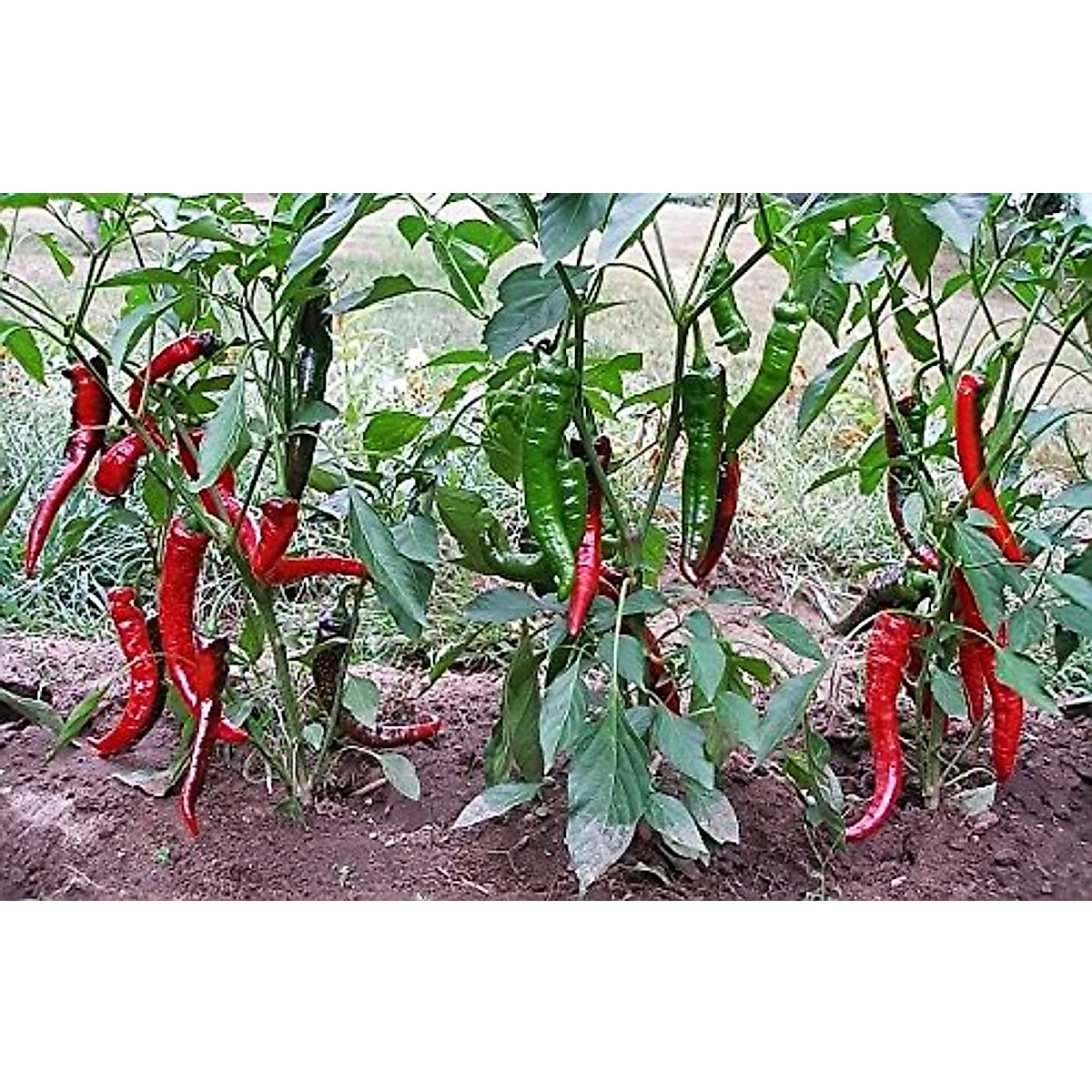 30+ Italian Jimmy Nardello's Sweet 12" Long Pepper Seeds, Heirloom Non-GMO, Prolific, Juicy, Delicious! from USA