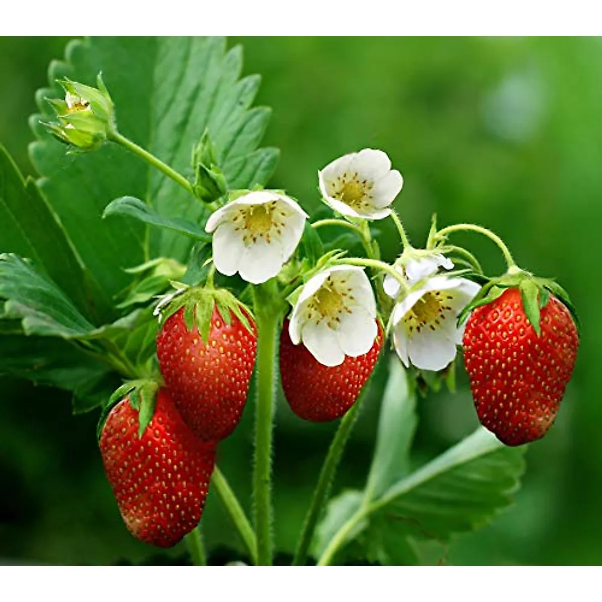 Sweet Red Strawberry Seeds 300pcs for Home Garden Planting