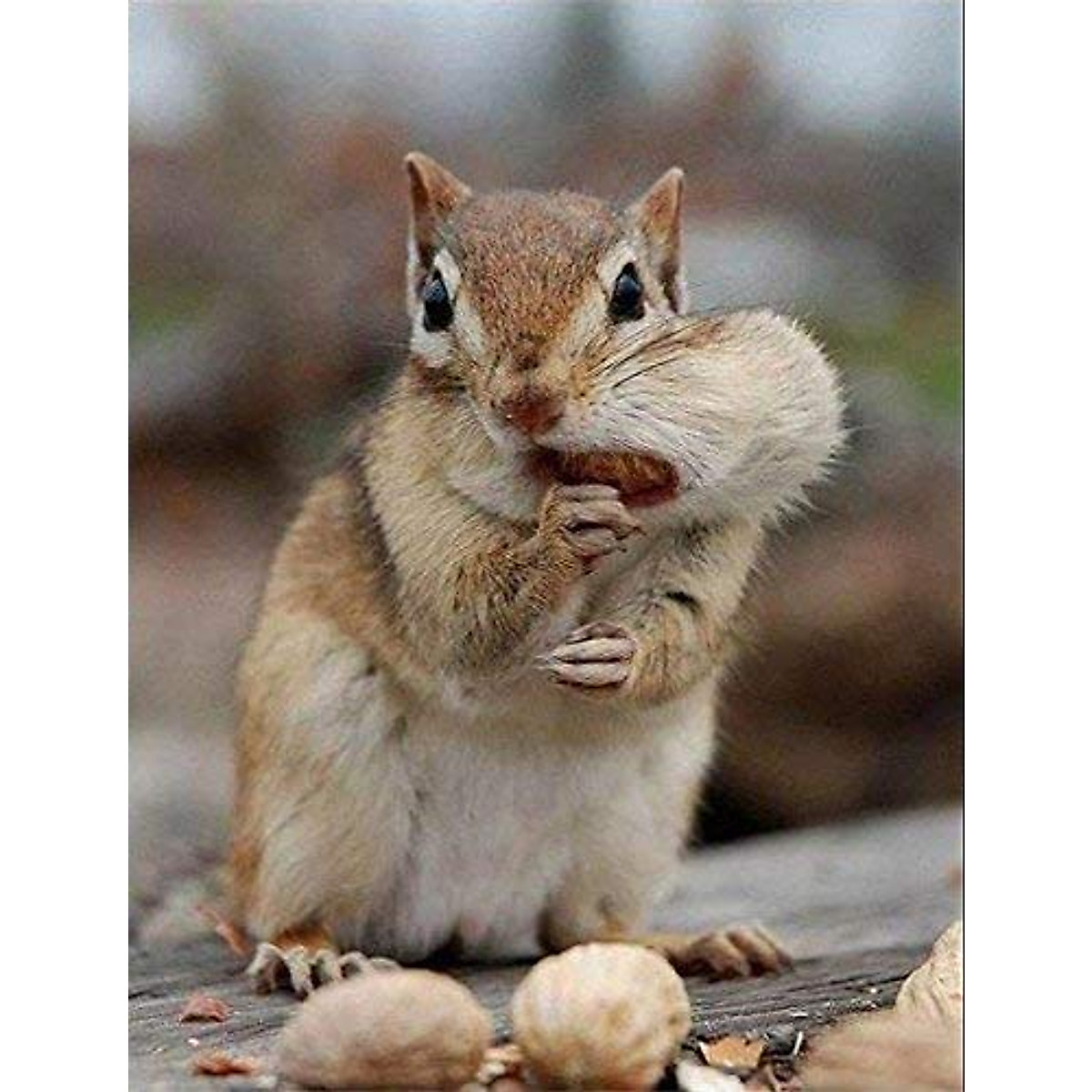 Wakefield Virginia Peanuts Bulk 45LB Bag Shelled Animal Peanuts for Squirrels, Birds, Deer, Pigs and a Wide Variety of Wildlife, Raw Peanuts/Bulk Nuts/Blue Jays/Cardinals/Woodpeckers