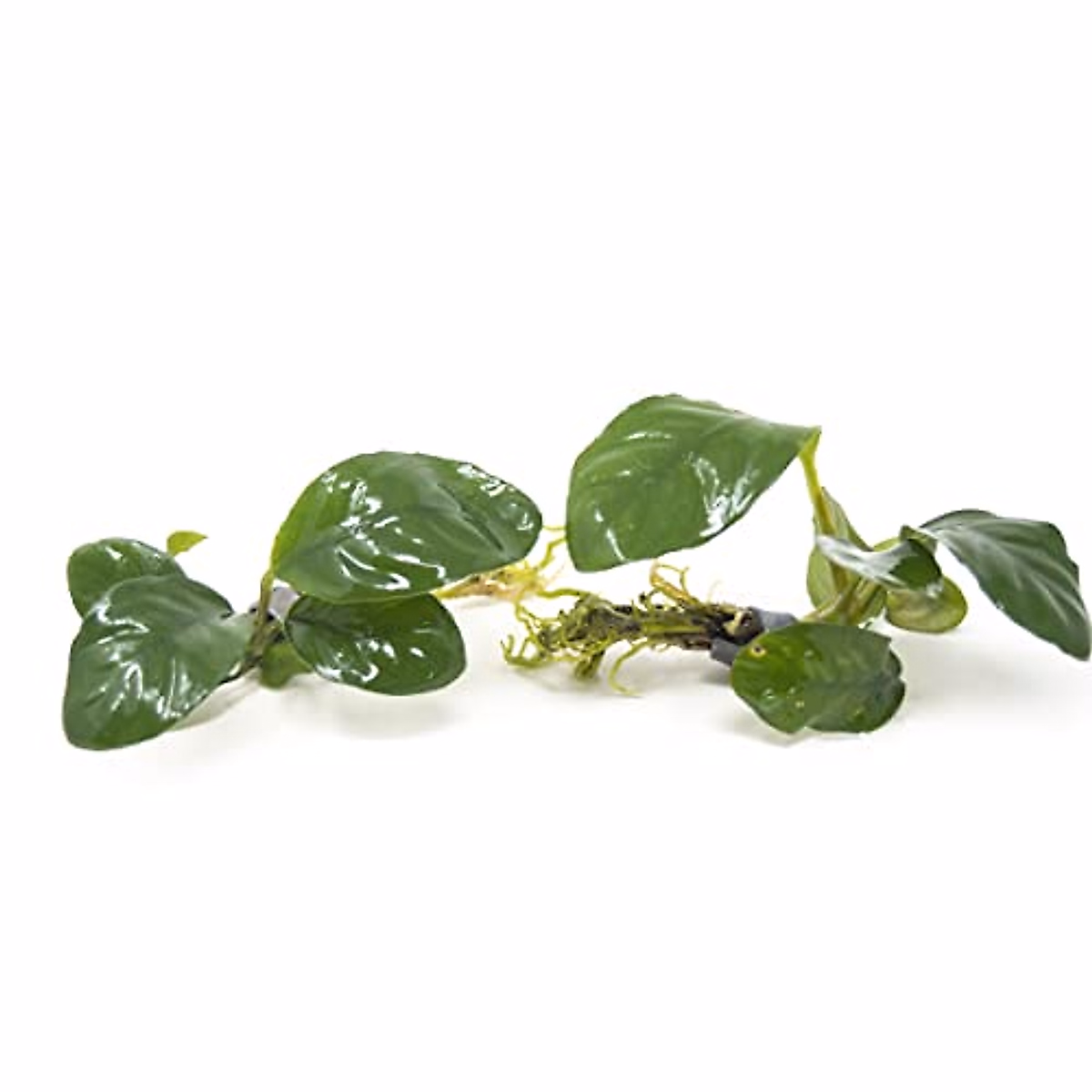 Live Aquarium Plants, Anubias Coffeefolia, Anubias Aquarium Plant, Aquarium Plants Live Fish Tank Decorations, Live Fish Freshwater Aquarium Plants, Terrarium Live Plants, Water Plants By Aquatic Arts