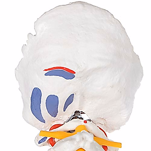 Axis Scientific Painted Flexible Spine Model, 36" Life Size Spinal Cord Anatomy Model Demonstrates Muscle Origins,Insertion Points,Vertebrae, Nerves, Arteries, Lumbar Column, Includes Stand