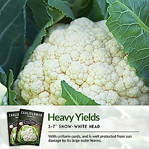 Survival Garden Seeds - Snowball Cauliflower Seed for Planting - Packet with Instructions to Plant and Grow Amazing White Vegetables in Your Home Vegetable Garden - Non-GMO Heirloom Variety