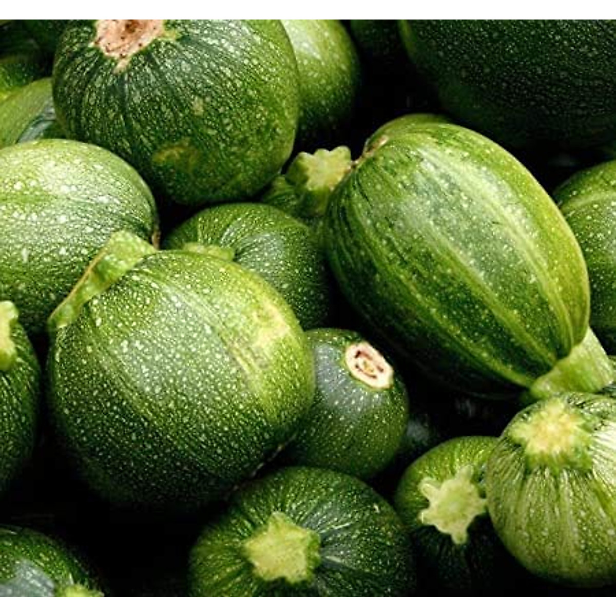 Round Zucchini Summer Squash Seeds for Planting, (Eight Ball Zucchini), 40+ Heirloom Seeds Per Packet, (Isla's Garden Seeds), Non GMO Seeds, Botanical Name: Cucurbirta Pepo