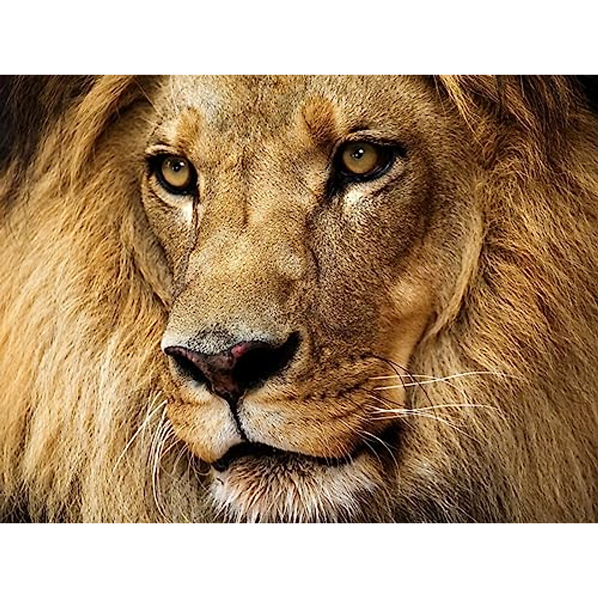 Lion Head Stamped Cross Stitch Kits-Beast Animal Lion Needlepoint Counted Cross Stitch Kits for Beginners Adults Patterns Dimensions Embroidery Kits Arts and Crafts (11CT)/12x16 inch