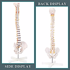RONTEN Spine Model, 31" Life Size Spinal Cord Model with Vertebrae, Nerves, Arteries, Lumbar Column and Male Pelvis - Mount on a Stand