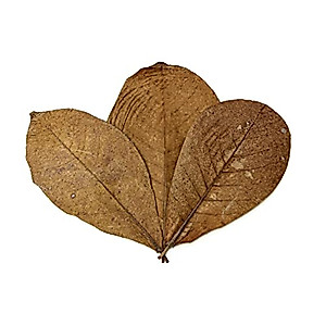 Snout and Shell 10 Indian Almond Leaves 19-25cm (7''-10'') Botanical Leaves for Aquarium Fish, Shrimp & Terrarium Pets - Mineral Source, Decor & Healthy Environment, Brown