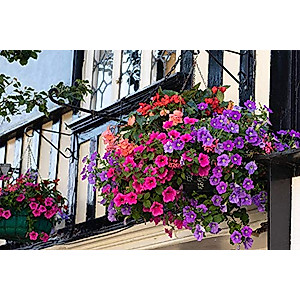 Petunia Seeds80000+Pcs 'Colour-Themed Collection'(Rainbow Colors) Perennial Flower Mix Seeds,Flowers All Summer Long,Hanging Flower Seeds Ideal for Pot